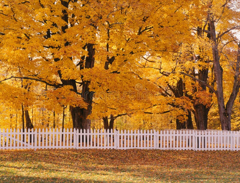 Autumn Trees and White Fence Stock Photo - Image of peaceful, colors ...