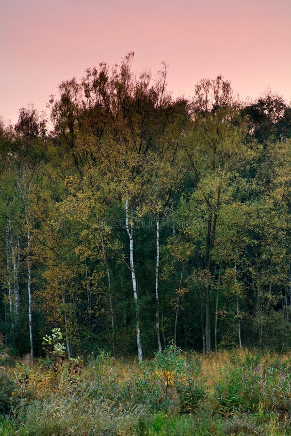 Autumn trees in the wind. stock photo. Image of landscape - 12313248