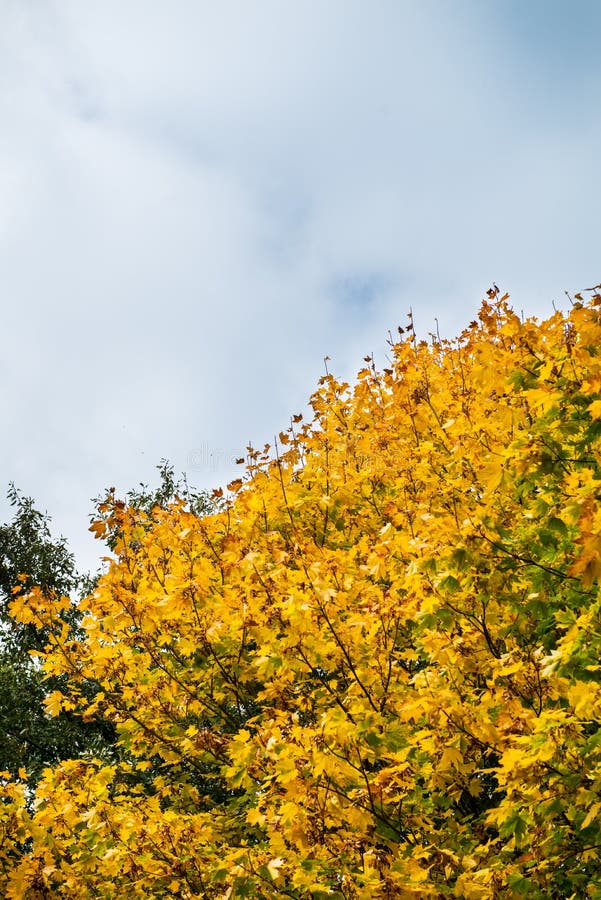Autumn Trees with Yellow Leaves Stock Image - Image of outside, light ...