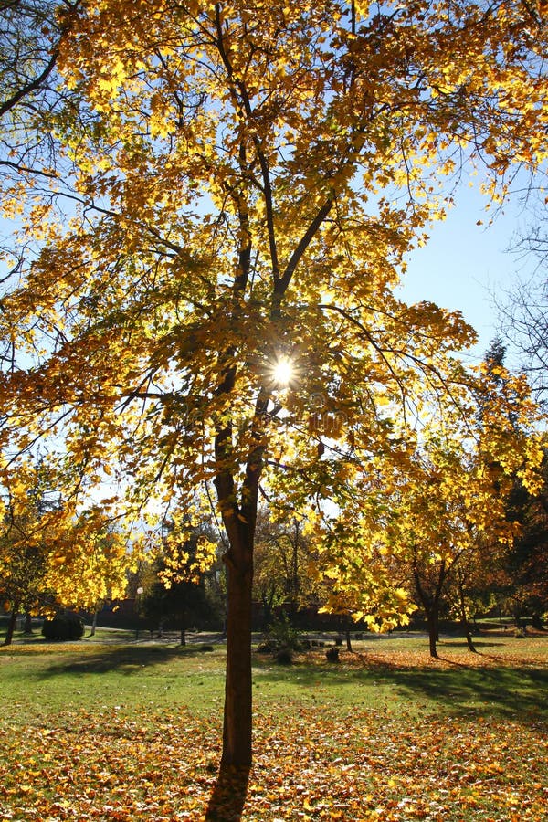 Autumn Trees with Yellow Leaves Stock Image - Image of season, plant ...