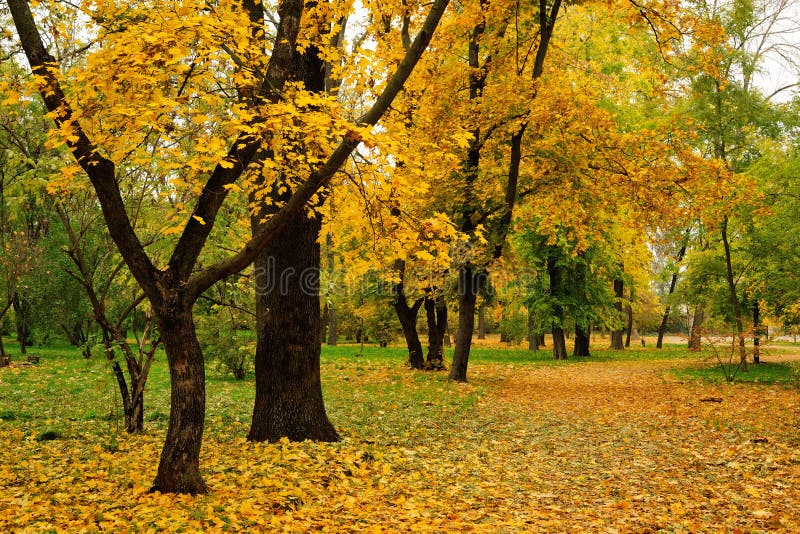 Autumn trees stock photo. Image of forest, yellow, foliage - 34715084