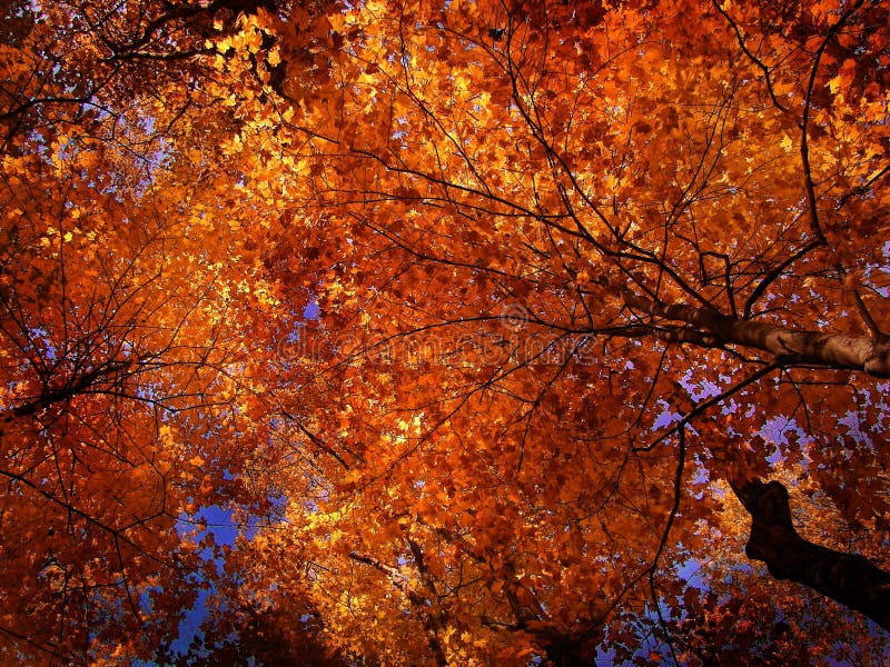 Autumn Treetops stock photo. Image of gold, stick, treetop - 6282452