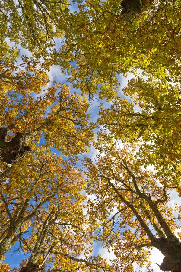 Autumn in the treetops stock photo. Image of ocher, leaves - 77477054