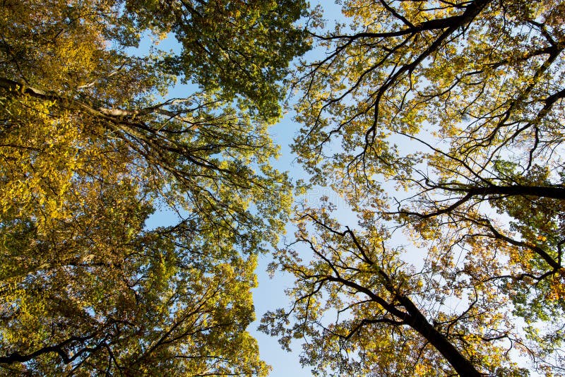 Autumn Treetops with Bright Sky Stock Image - Image of colorful, leaves ...