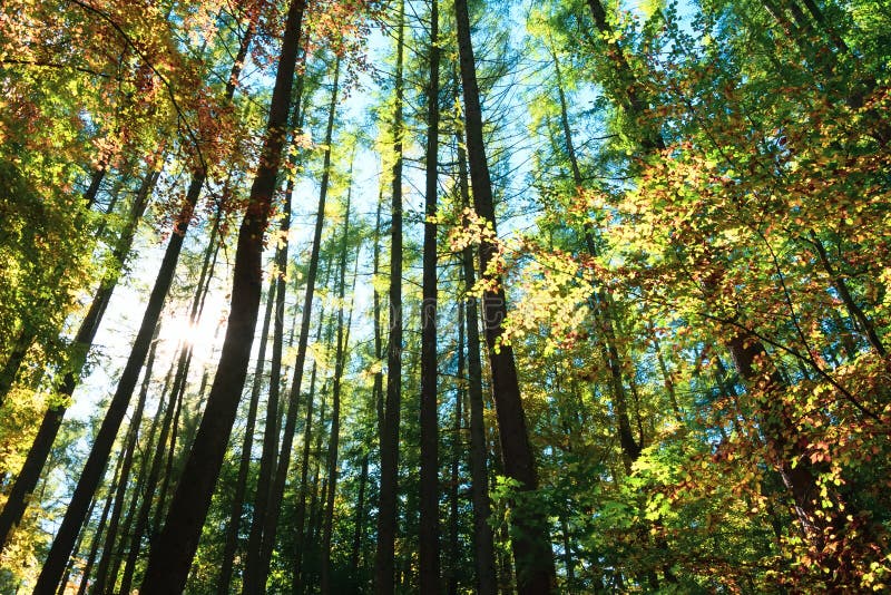 Autumn Treetops in Fall Forest. Sky through the Autumn Tree Branches ...