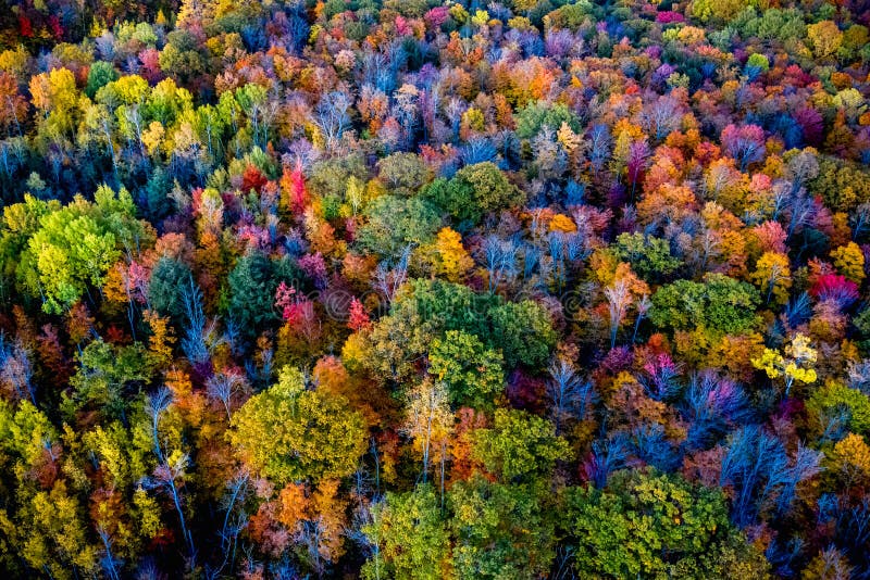 High Angle View of Colourful Forest Treetops in Autumn Stock Photo ...