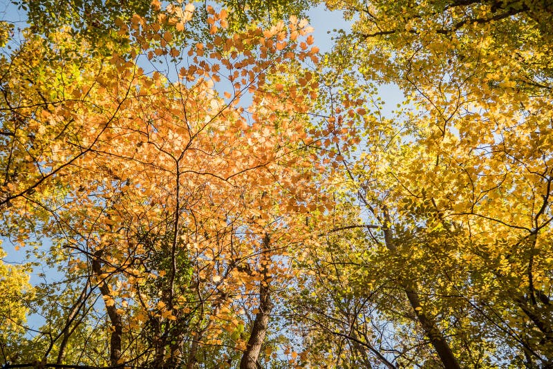 Autumn treetops. stock photo. Image of foliage, outdoor - 65792986