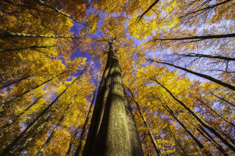 Autumn treetops stock image. Image of environment, autumnal - 244838405