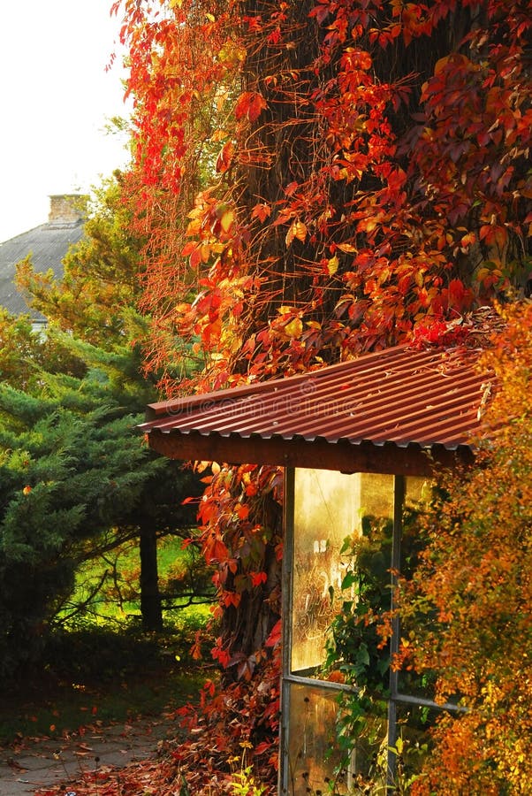 Autumn tress stock image. Image of grapes, color, park - 13938775