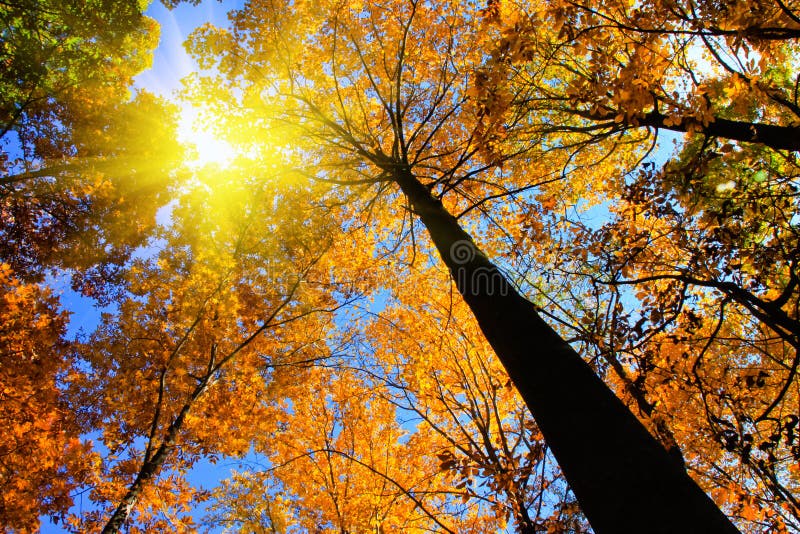 Autumn tress with sunlight stock photo. Image of season - 99980678