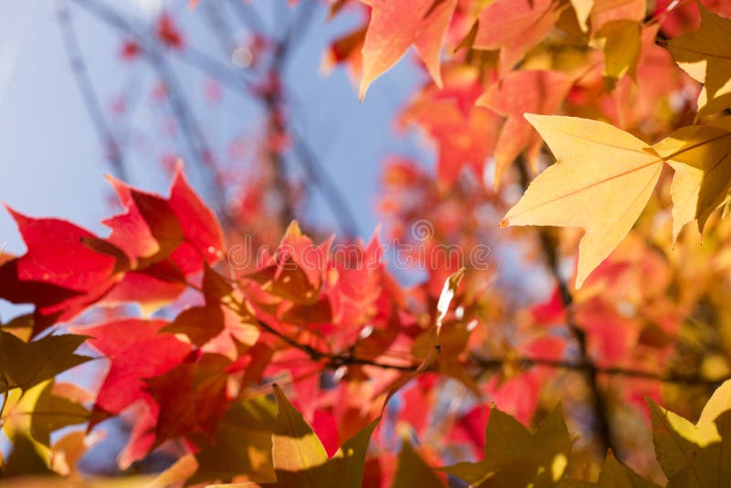 Autumn Trident maple leaf stock image. Image of tree - 36741055