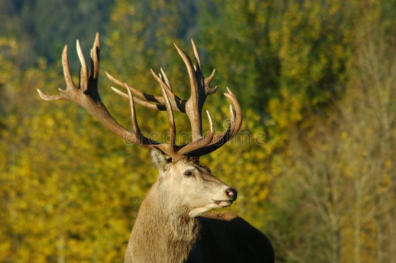 20,241 Red Deer Stag Photos - Free & Royalty-Free Stock Photos from ...