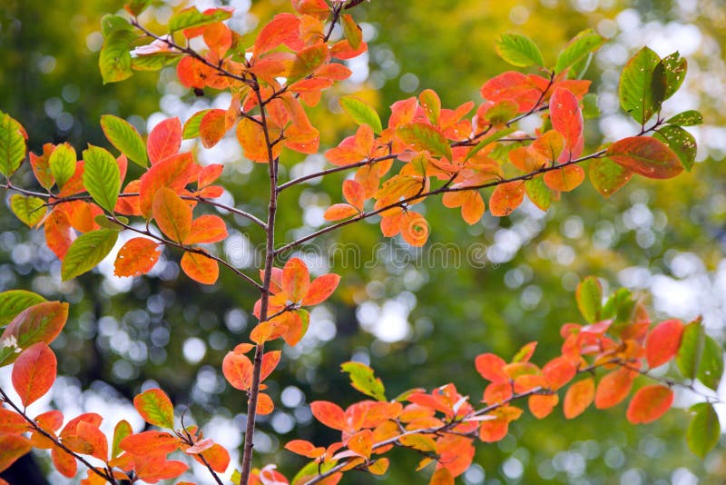 Autumn twig stock photo. Image of autumnal, fall, flora - 9958358