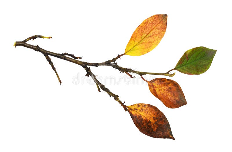 Autumn Twig with Colorful Leaves Stock Image - Image of decoration ...