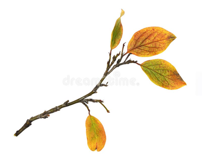 Autumn Twig with Colorful Leaves Stock Photo - Image of white, classic ...