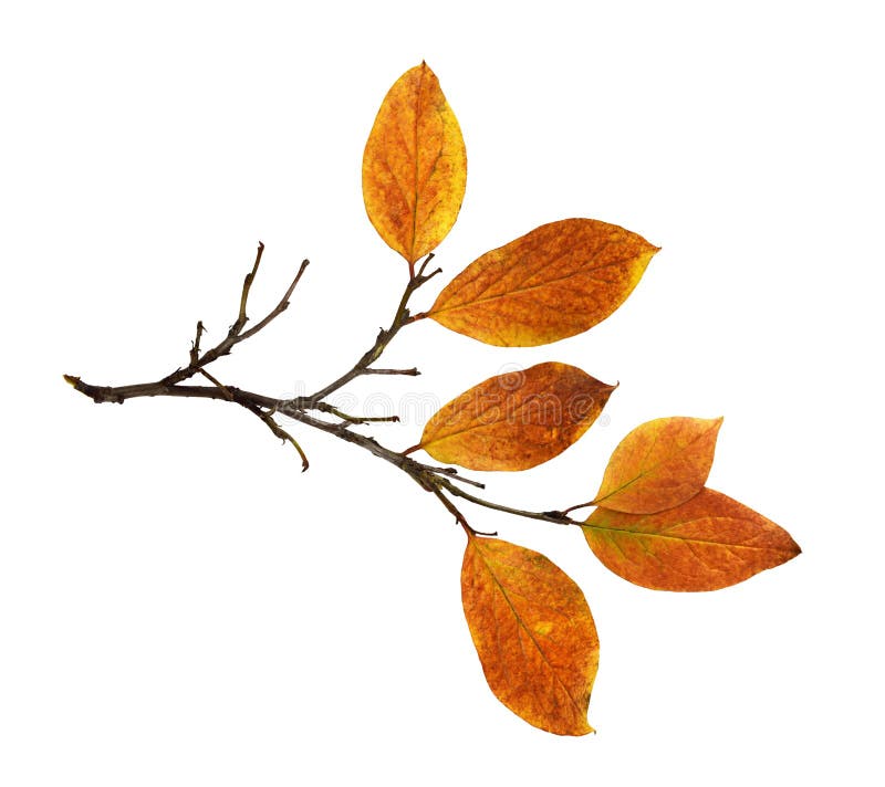 Autumn Twig with Brown Leaves and Flower Stock Photo - Image of branch ...