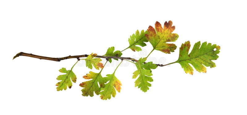 Autumn Twig with Colorful Leaves Isolated Stock Photo - Image of fall ...
