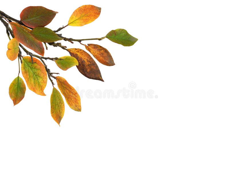 Autumn Twig with Colorful Leaves Stock Photo - Image of traditional ...