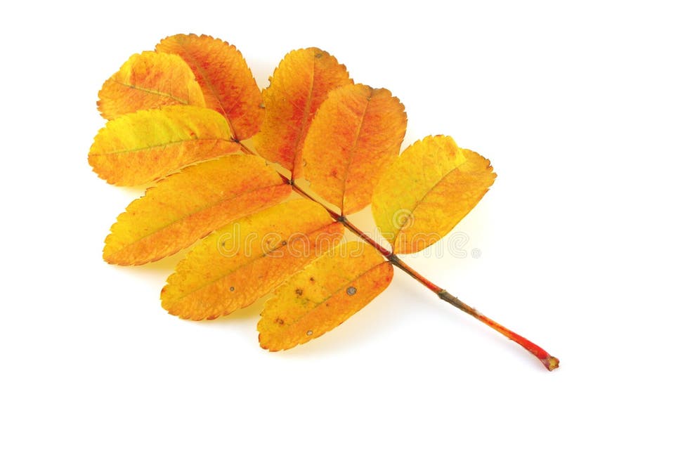Autumn twig of rowan-tree stock photo. Image of leaf - 21924718