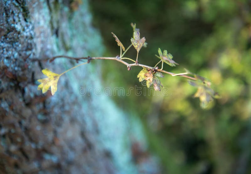 Autumn Twig on Tree Emerges Stock Image - Image of outdoors ...