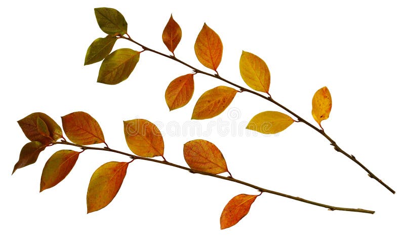 Autumn Twigs with Ginger Leaves Stock Image - Image of tree, white ...