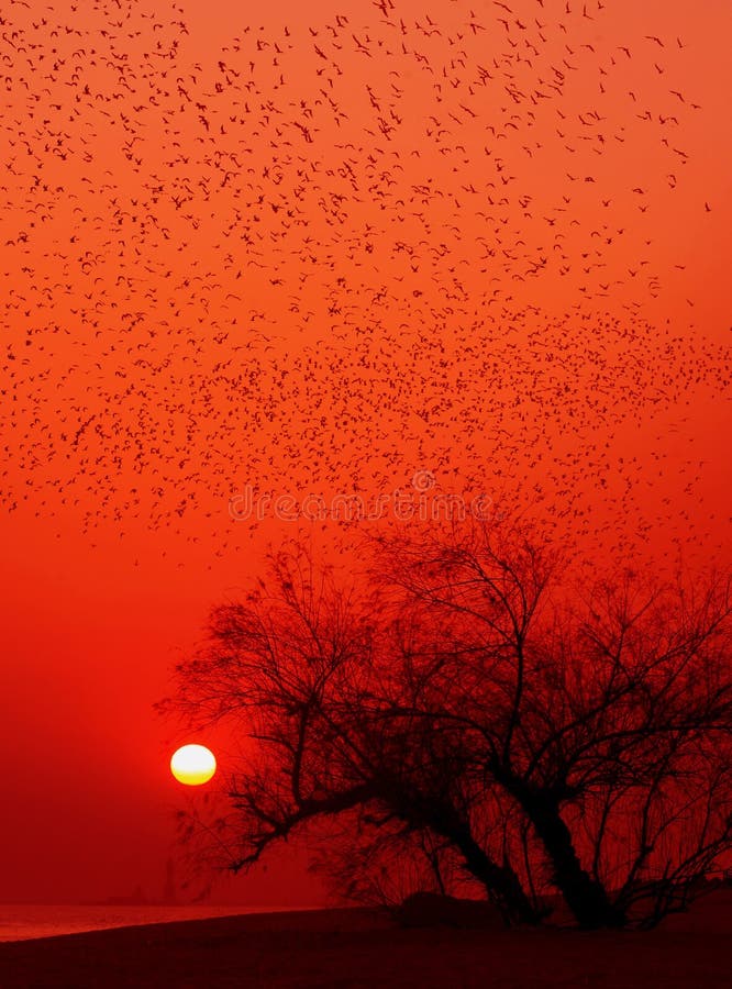 In the Autumn Twilight, Thousands of Birds are Flying. Stock Image ...