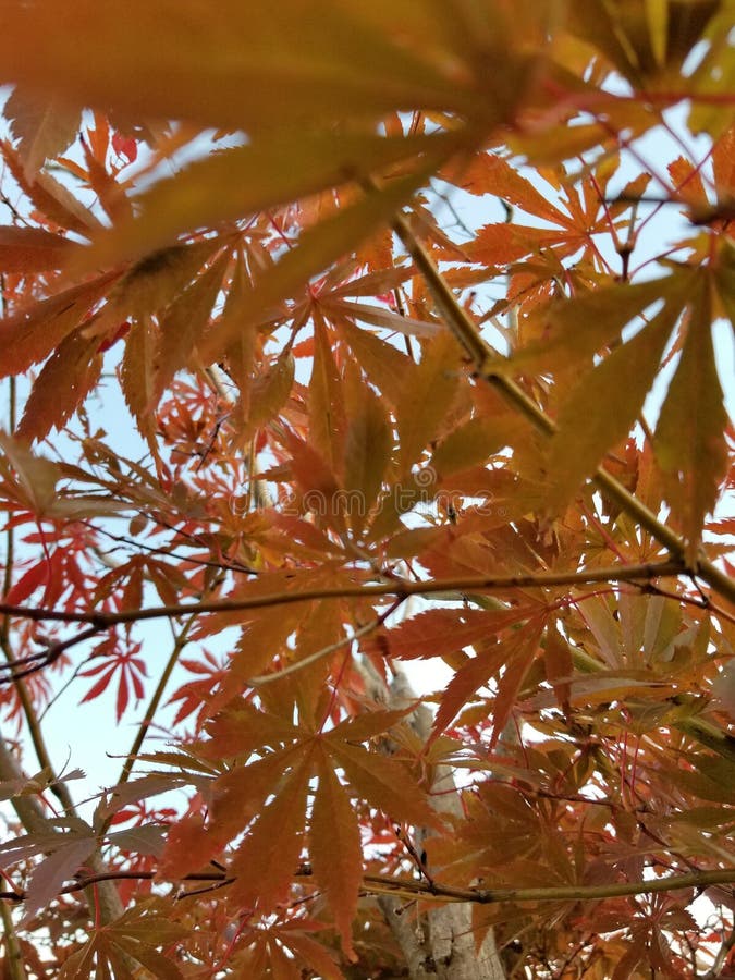 Autumn under tree stock photo. Image of momiji, autumn - 200846896