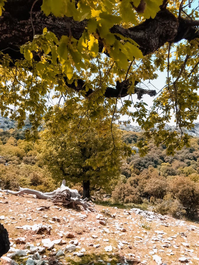 Autumn Under the Tree on Top Stock Image - Image of barrow, mount ...
