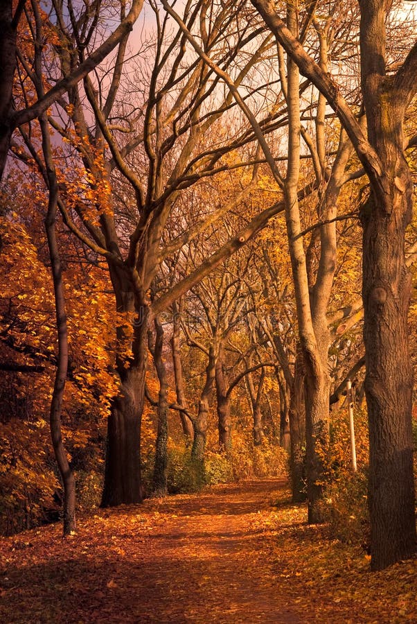 Autumn in the Valley. California. Panorama (#29) Stock Image - Image of ...