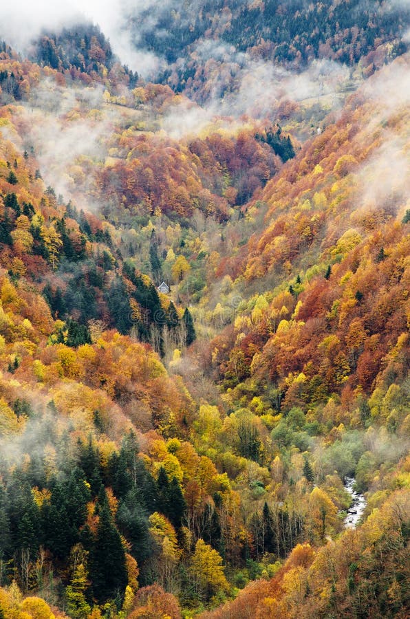 Forest in autumn stock photo. Image of october, slopes - 22033002