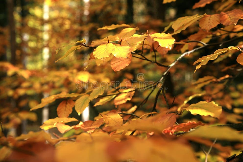 Autumn Variations. Art of Nature. Stock Image - Image of bright, bokeh ...
