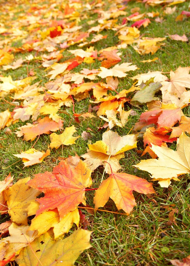 Autumn veaves stock photo. Image of outdoor, view, lawn - 138194366