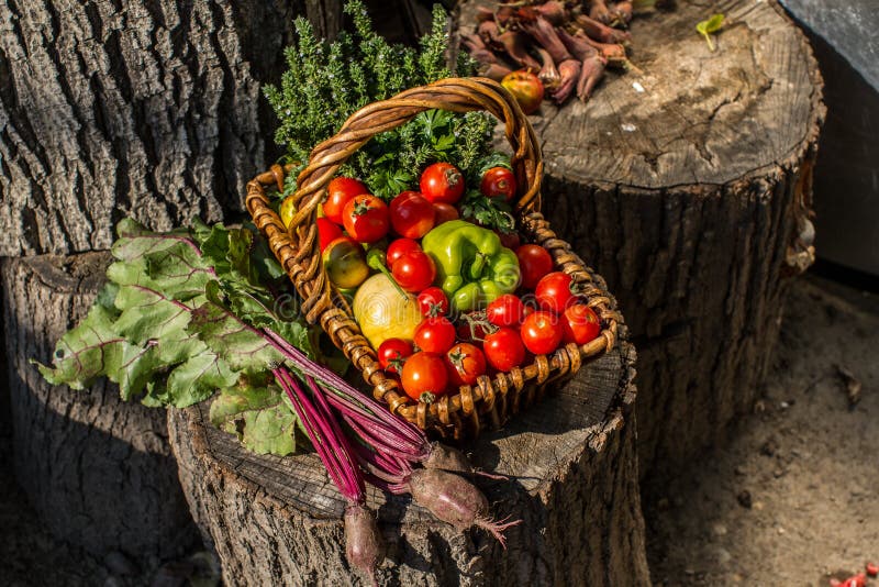 Autumn vegetables stock image. Image of agriculture, rustic - 45687099