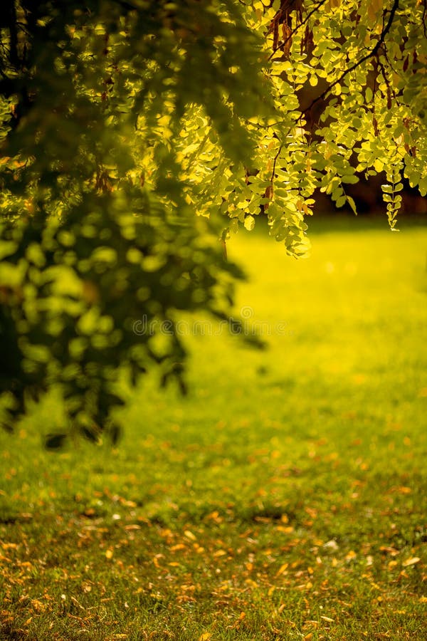 Autumn Vertical Background with Fallen Leaves at Sunset Stock Image ...