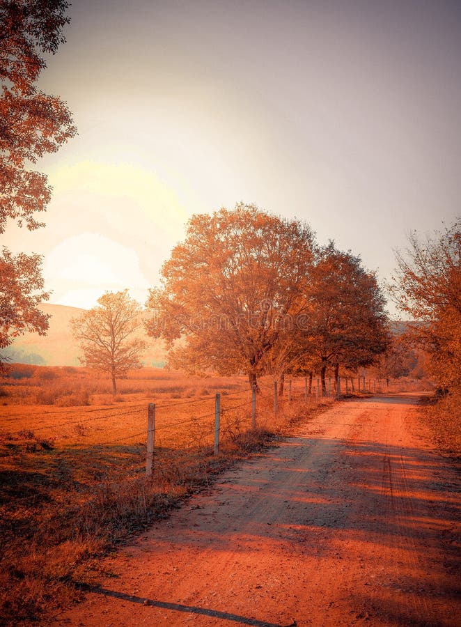 Autumn Vibe Tree Composition Photo Stock Image - Image of forest ...