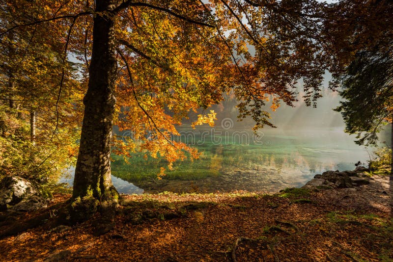 Autumn Vibrant Colors Over Alpine Lake and Forest Stock Image - Image ...