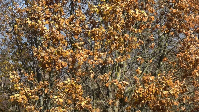 Autumn Background. Wind in Brown Oak Leaves Stock Footage - Video of ...