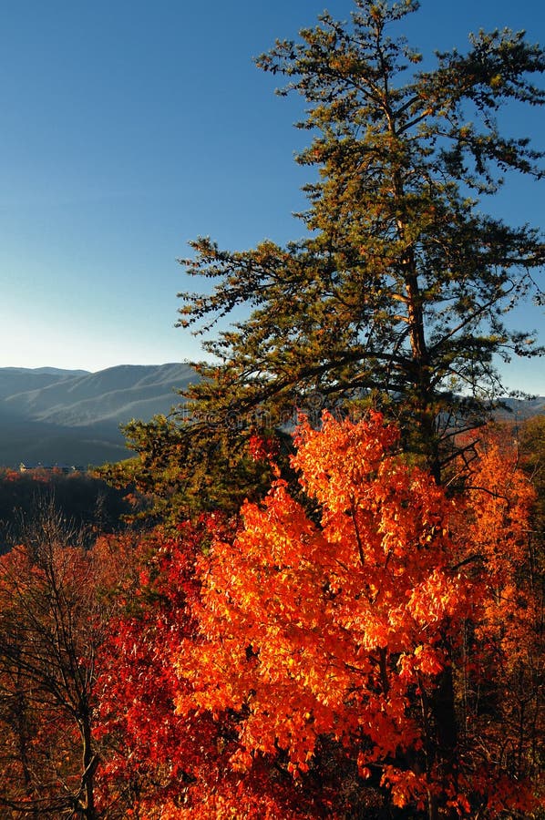 Autumn view stock image. Image of foliage, blue, branch - 7616555