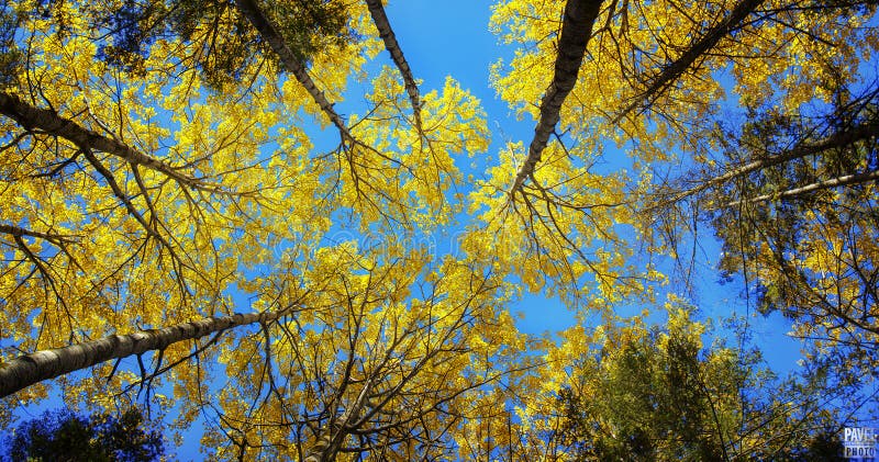 Autumn view from below stock image. Image of green, woodland - 267543467