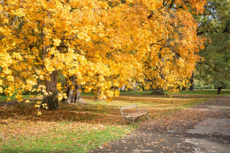 Vew of a Bench Next To a Tree with Yellow Foliage Stock Photo - Image ...