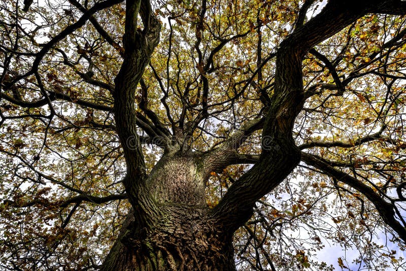 Autumn View into the Crown Tree Stock Image - Image of autumn, seasonal ...