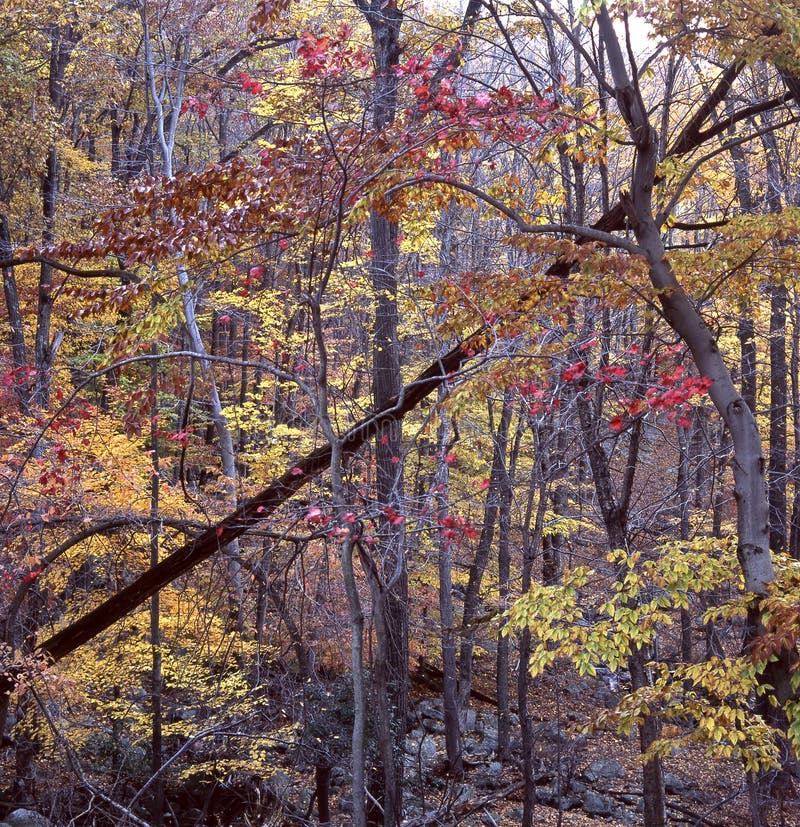 Autumn View into the Forest Stock Image - Image of autumn, october ...