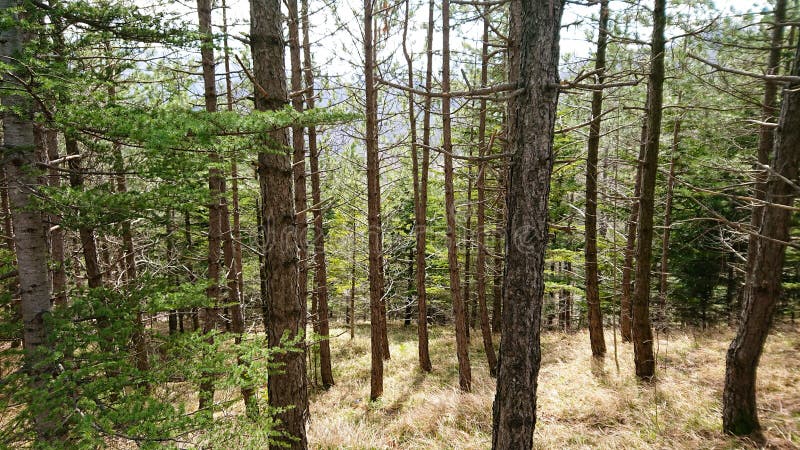 Forest Meadows stock image. Image of autumn, meadows - 143141819