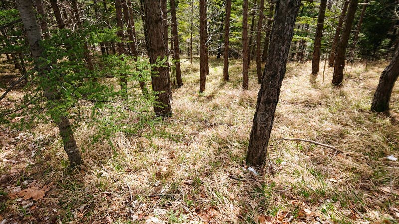 Forest Meadows stock image. Image of view, meadows, autumn - 143141871