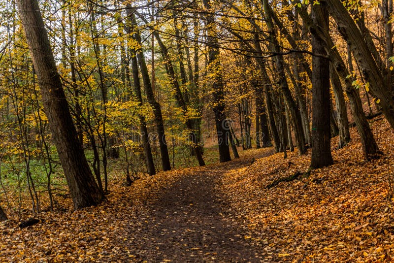 Autumn View of a Forest Path in Kunraticky Forest in Prague, Czech ...