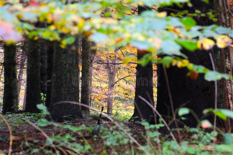 Autumn View into the Forest Stock Photo - Image of shade, sunlight ...