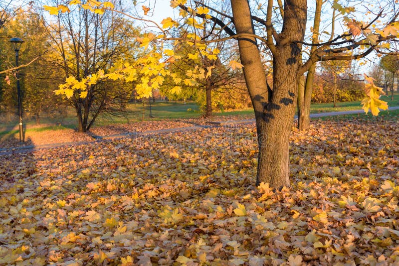 Autumn View of Maple Tree in the Park Stock Image - Image of leaf ...