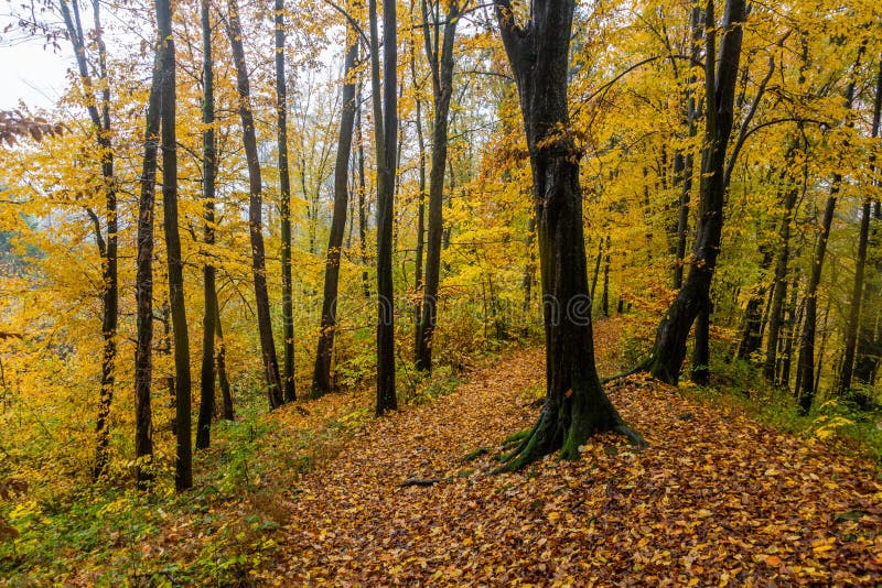 Autumn View of a Path in a Forest, Czech Republ Stock Image - Image of ...