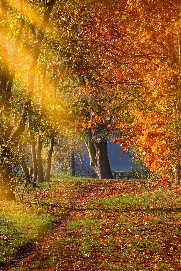 Autumn View: Path among Trees with Afternoon Sun Stock Image - Image of ...