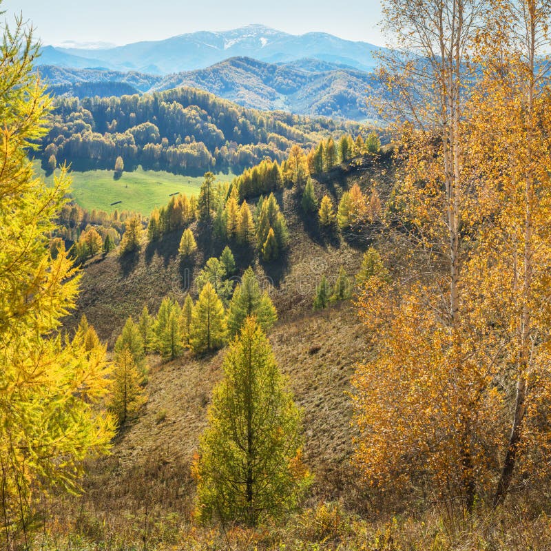 Autumn View. Yellow Trees on the Hillside, Tops in a Haze Stock Image ...